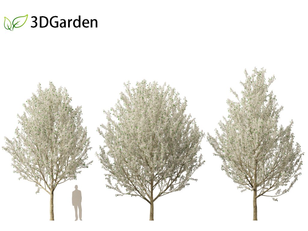 Pyrus calleryana Winter Glow - Ornamental Pear 02 3D Model - 3DGardenPlants