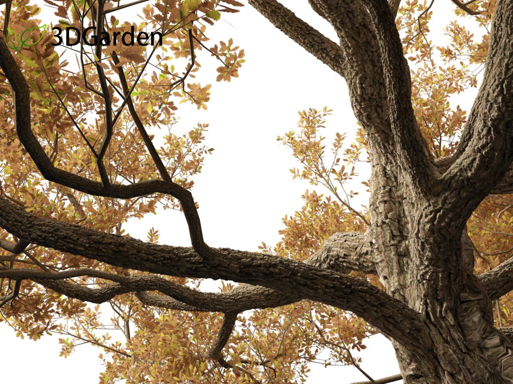 Quercus alba - White oak 3D Model - 3DGardenPlants