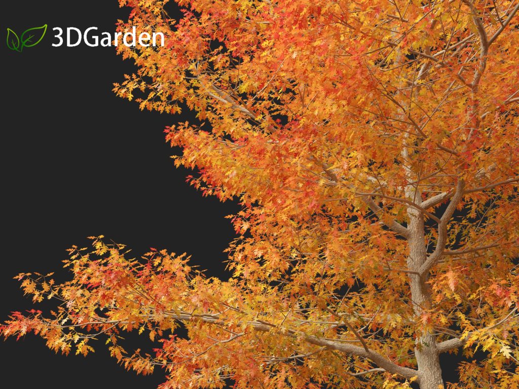 Quercus palustris - Pin oak Autumn 3D Model - 3DGardenPlants