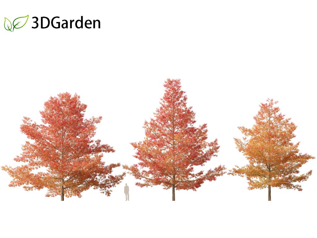 Quercus palustris - Pin oak Autumn 3D Model - 3DGardenPlants