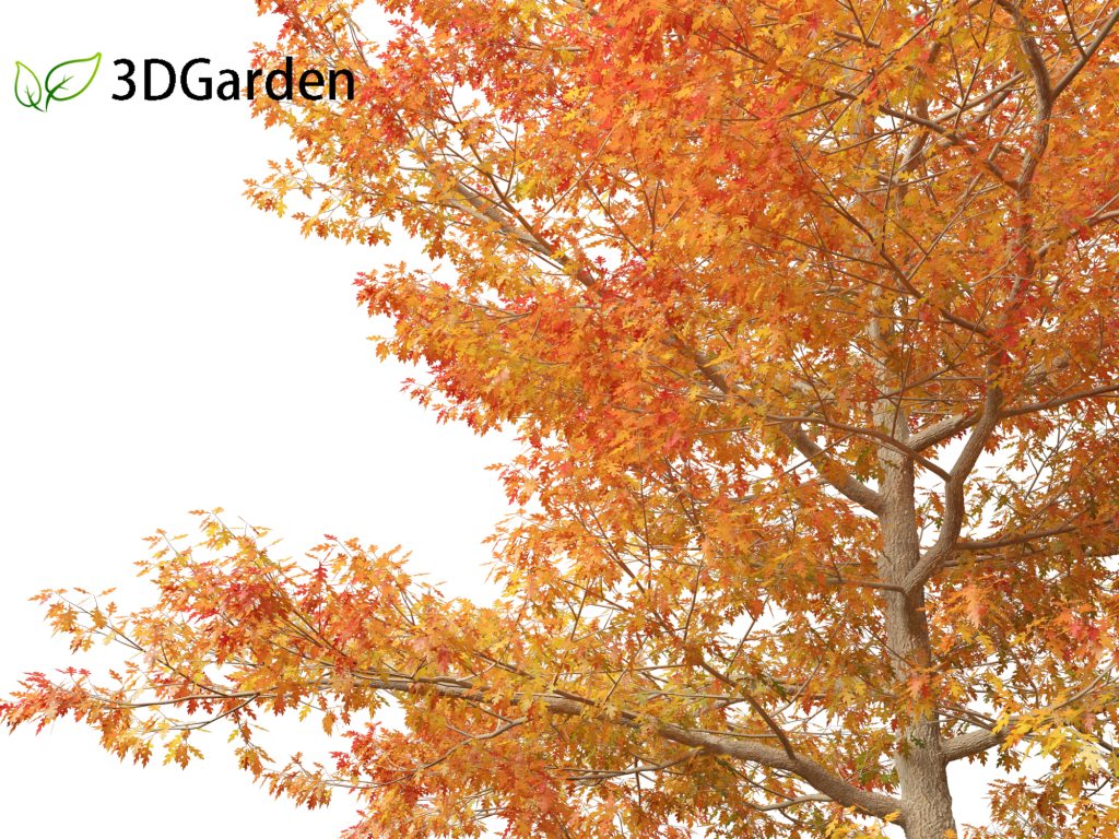 Quercus palustris - Pin oak Autumn 3D Model - 3DGardenPlants