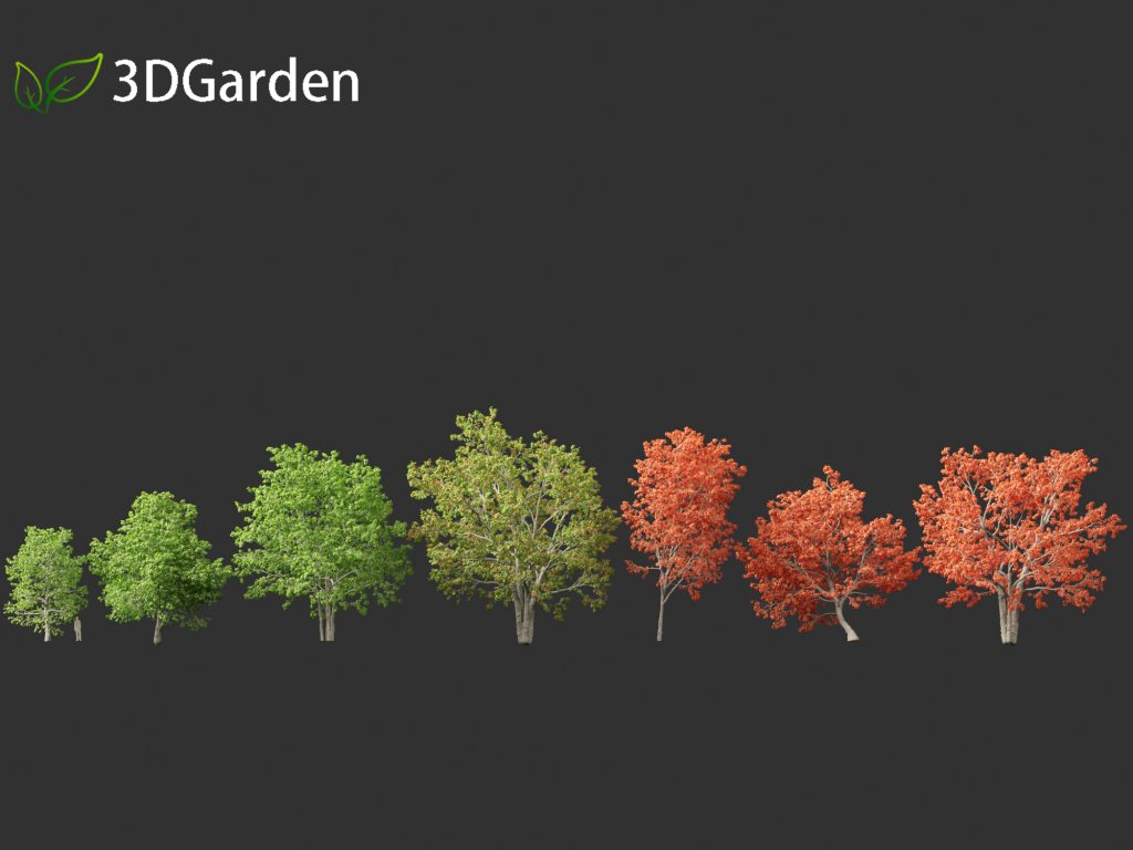 Quercus rubra – the northern red oak 3D Model - 3DGardenPlants