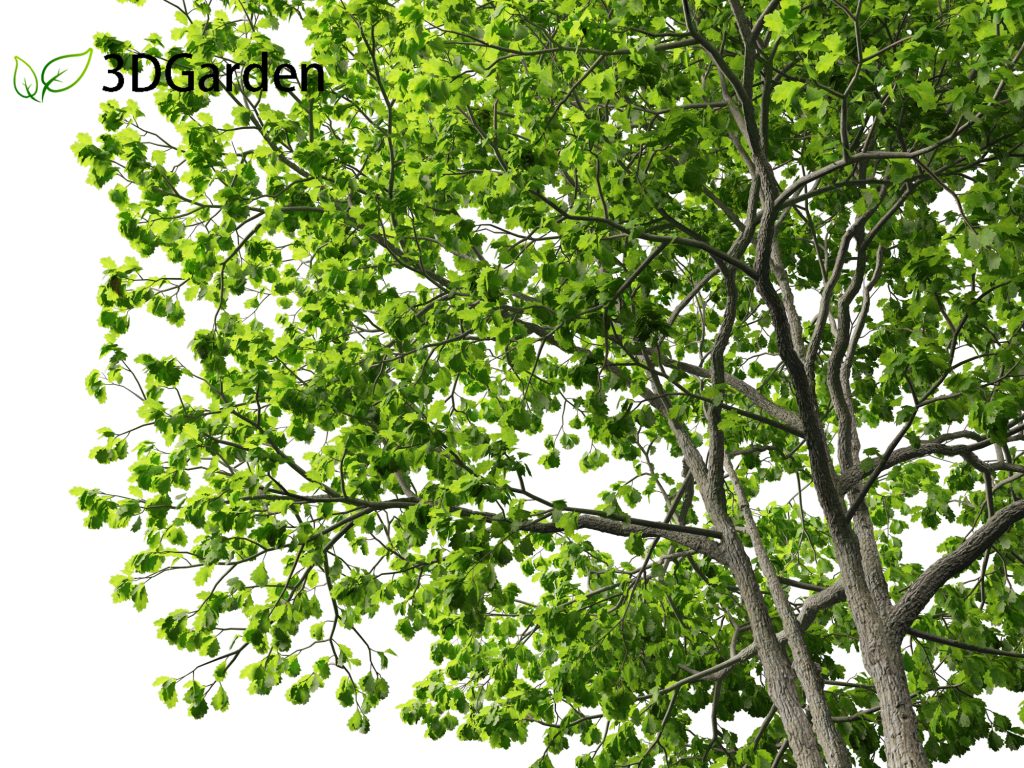 Quercus rubra – the northern red oak 3D Model - 3DGardenPlants