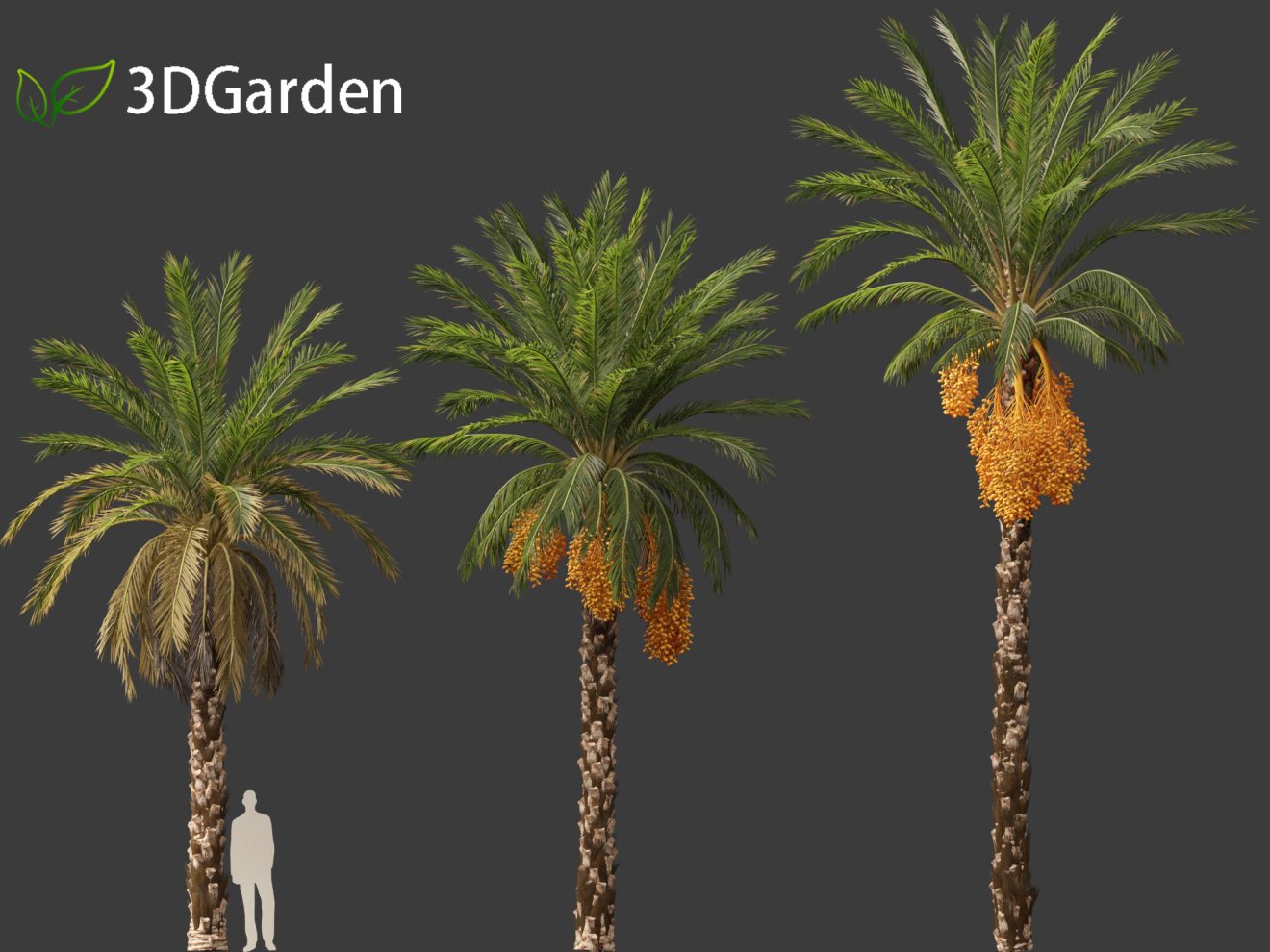 Phoenix dactylifera – Date palm 3D Model - 3DGardenPlants