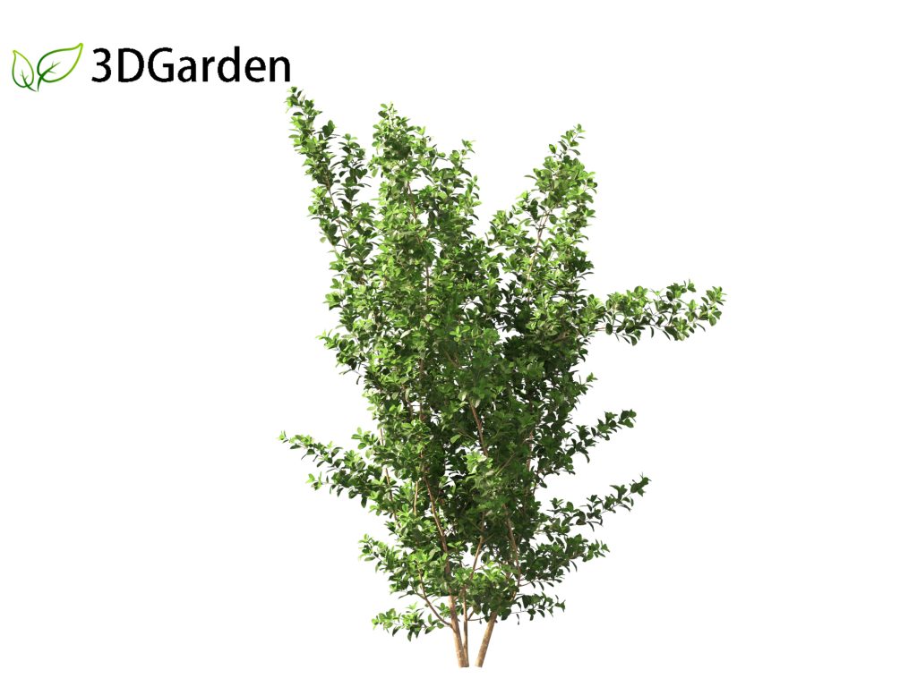 Rhamnus frangula - glossy buckthorn 3D Model - 3DGardenPlants