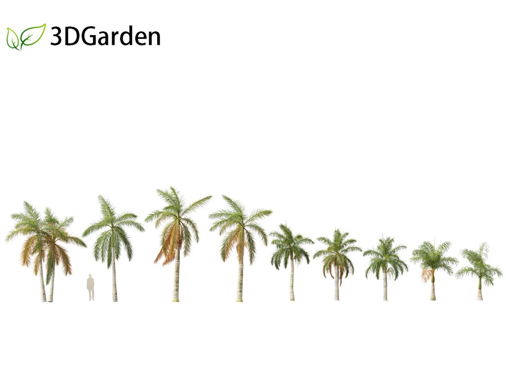 Roystonea regia - Florida Royal Palm 3D Model - 3DGardenPlants
