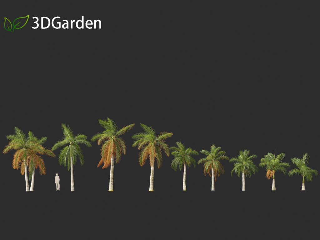 Roystonea regia - Florida Royal Palm 3D Model - 3DGardenPlants