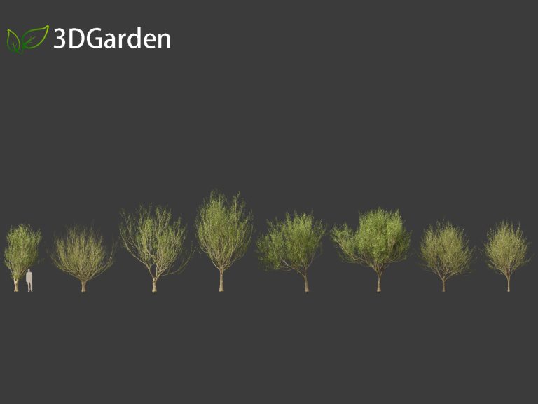 Salix caprea - Goat willow 03 3D Model - 3DGardenPlants