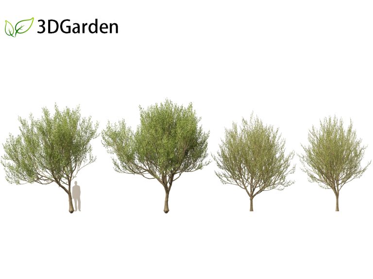 Salix caprea - Goat willow 03 3D Model - 3DGardenPlants