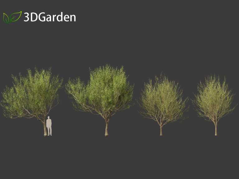 Salix caprea - Goat willow 03 3D Model - 3DGardenPlants
