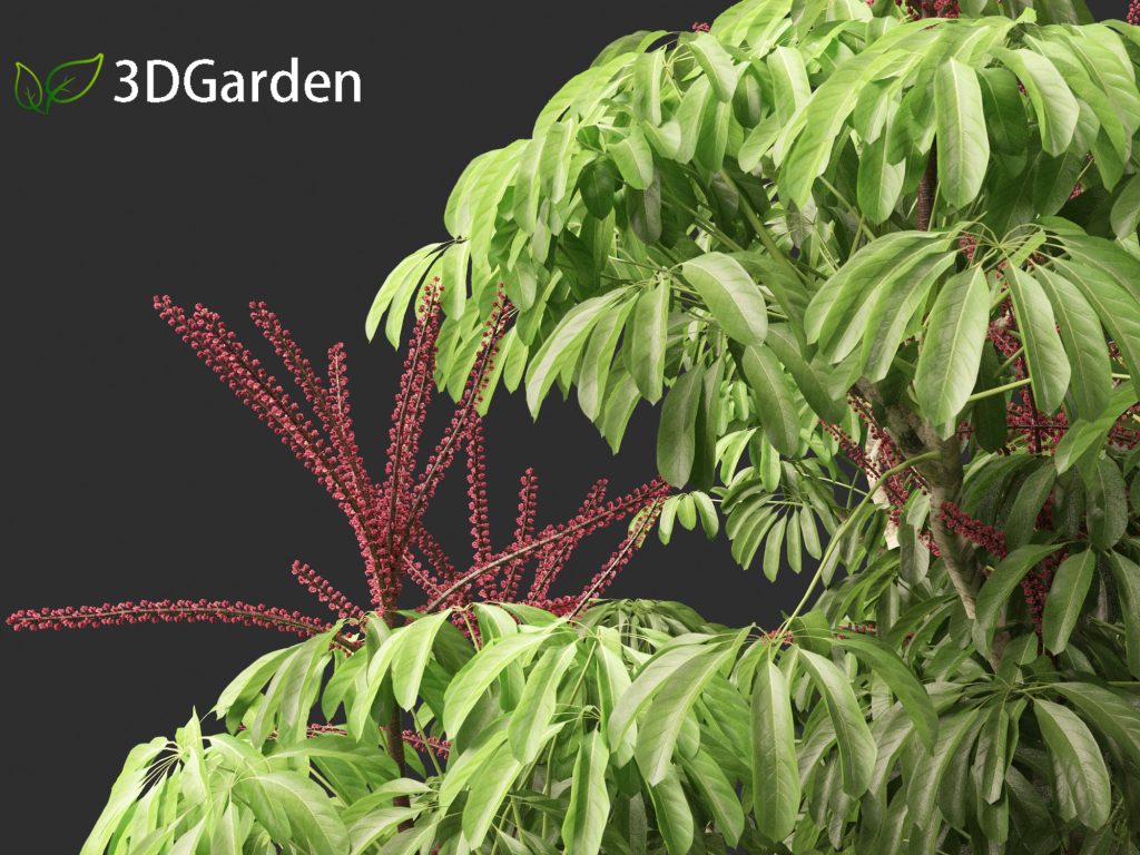 Schefflera actinophylla - Umbrella tree 3D Model - 3DGardenPlants