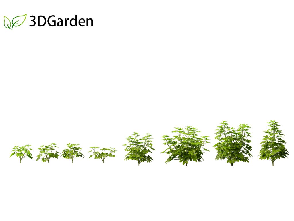 Schefflera octophylla - umbrella plant 3D model - 3DGardenPlants
