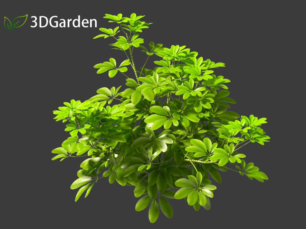 Schefflera octophylla - umbrella plant 3D model - 3DGardenPlants
