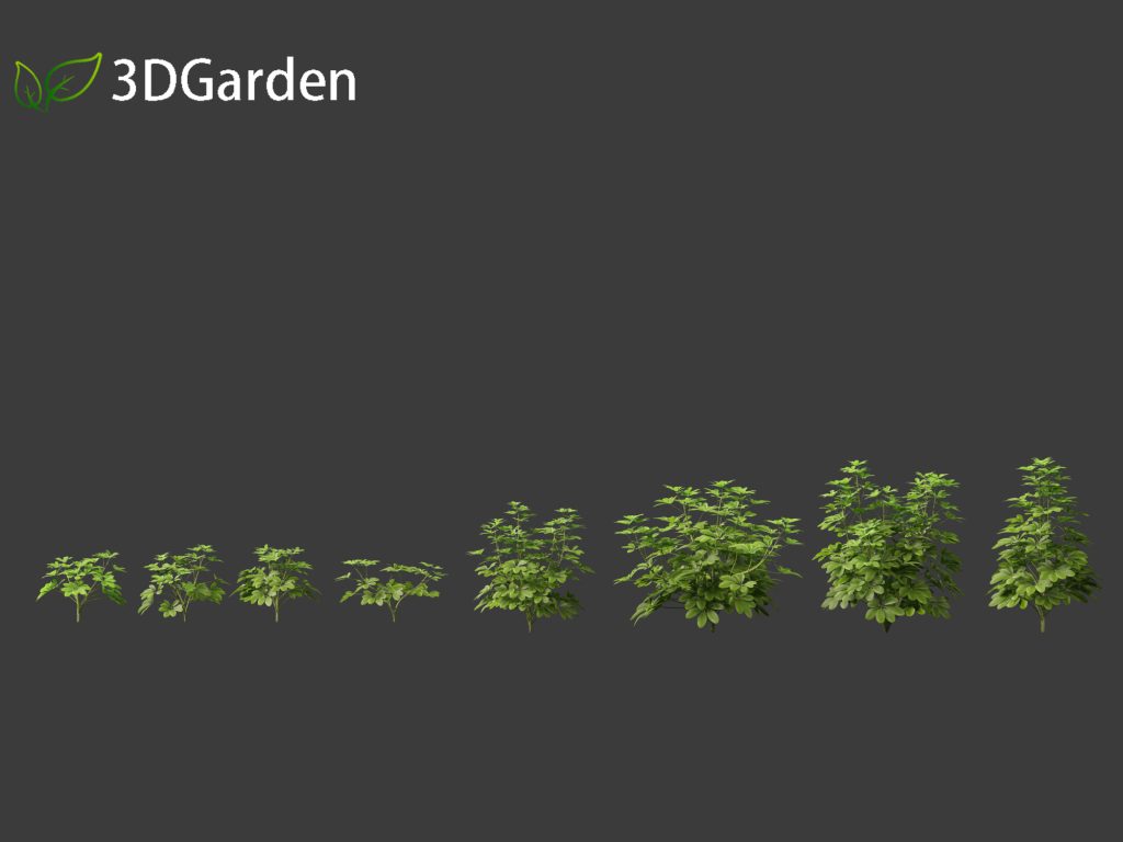 Schefflera octophylla - umbrella plant 3D model - 3DGardenPlants