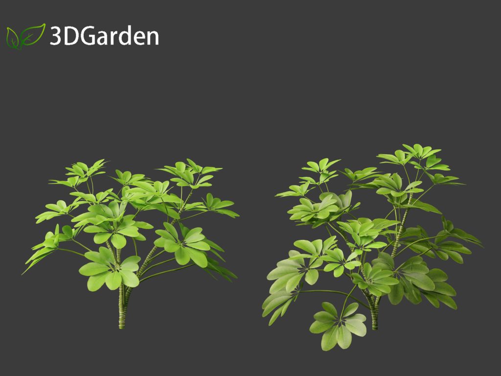 Schefflera octophylla - umbrella plant 3D model - 3DGardenPlants