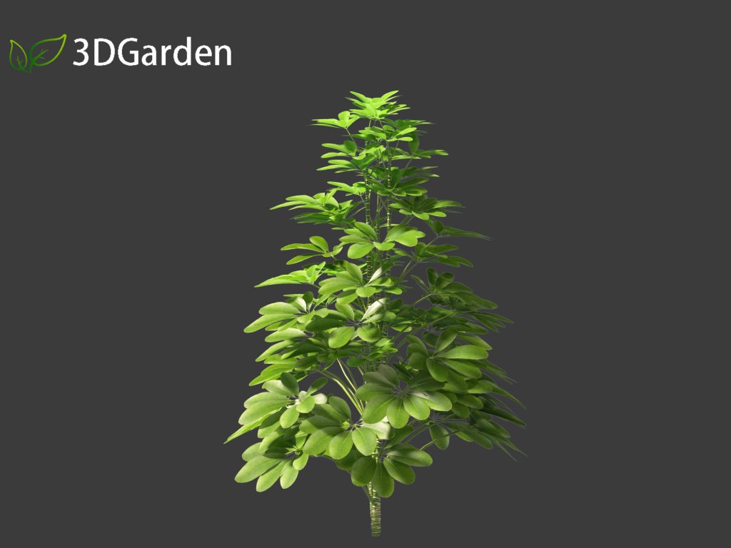 Schefflera octophylla - umbrella plant 3D model - 3DGardenPlants