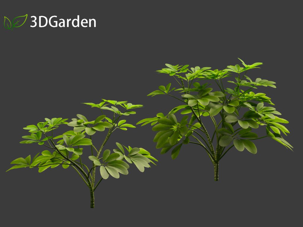 Schefflera octophylla - umbrella plant 3D model - 3DGardenPlants