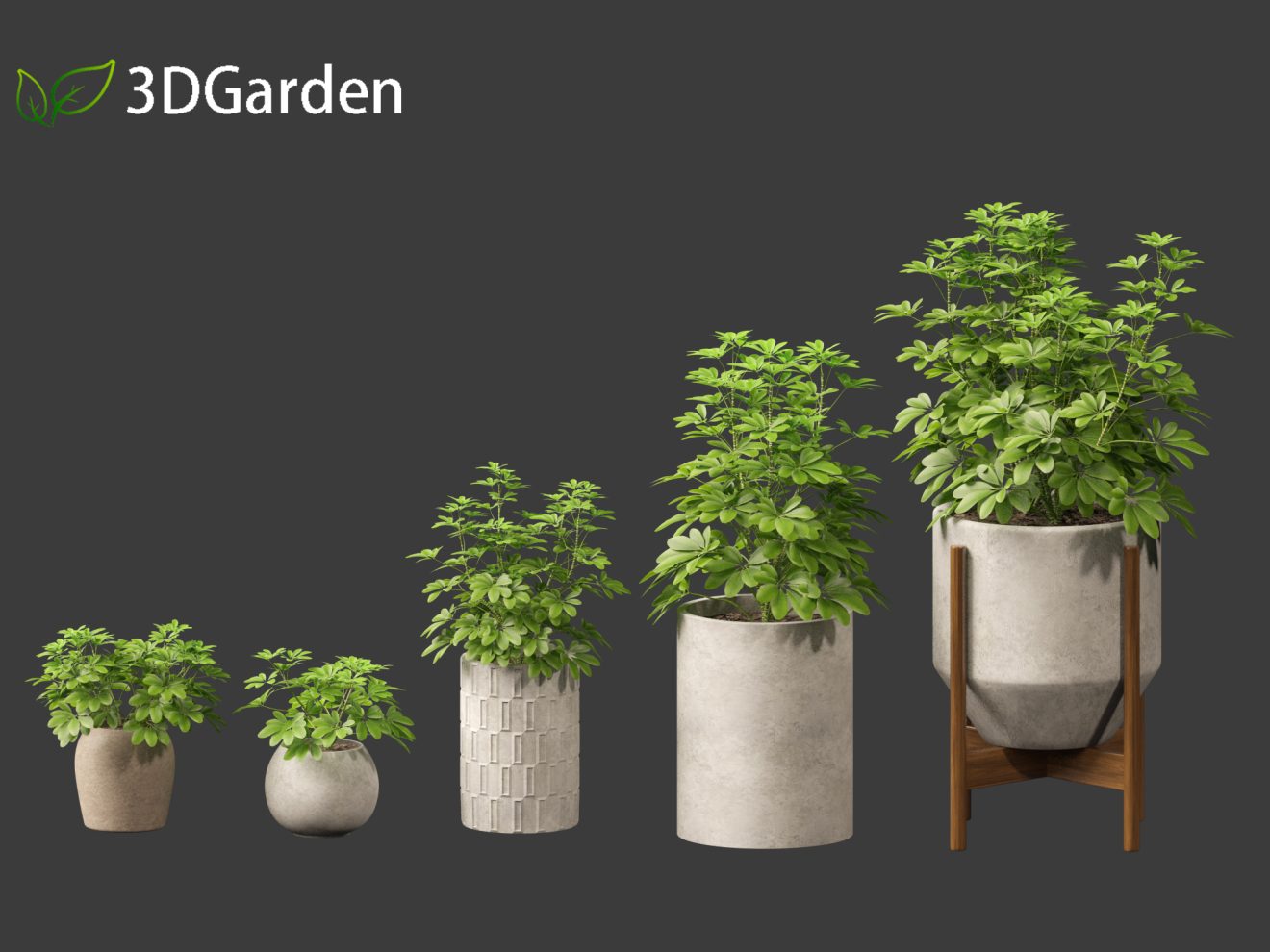 Schefflera octophylla - umbrella plant 02 3D model - 3DGardenPlants