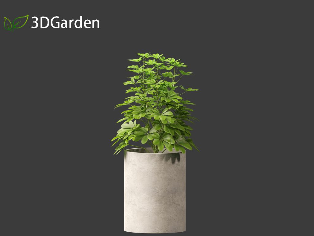 Schefflera octophylla - umbrella plant 02 3D model - 3DGardenPlants