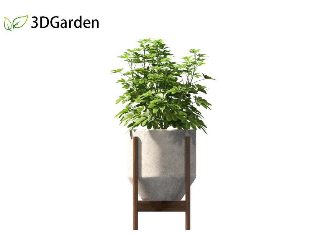 Schefflera octophylla - umbrella plant 02 3D model - 3DGardenPlants