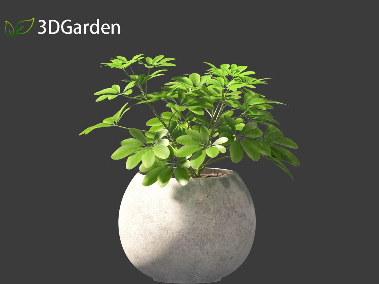 Schefflera octophylla - umbrella plant 02 3D model - 3DGardenPlants