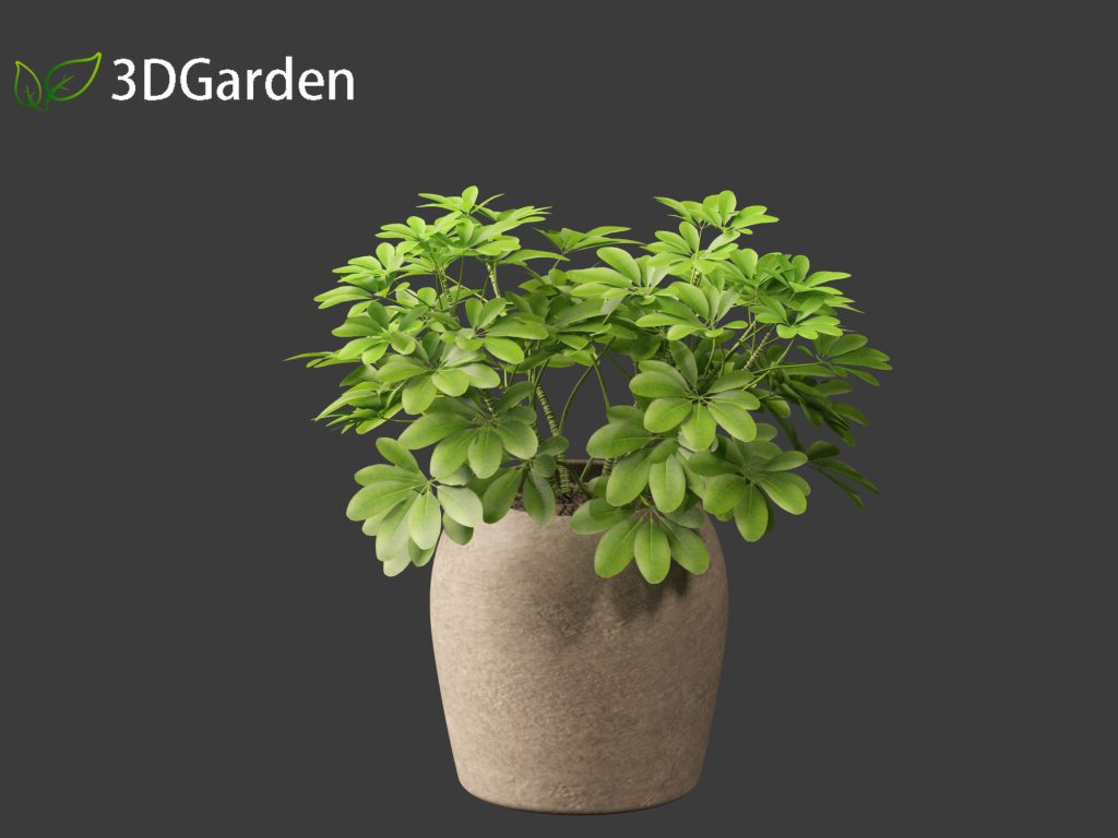 Schefflera octophylla - umbrella plant 02 3D model - 3DGardenPlants