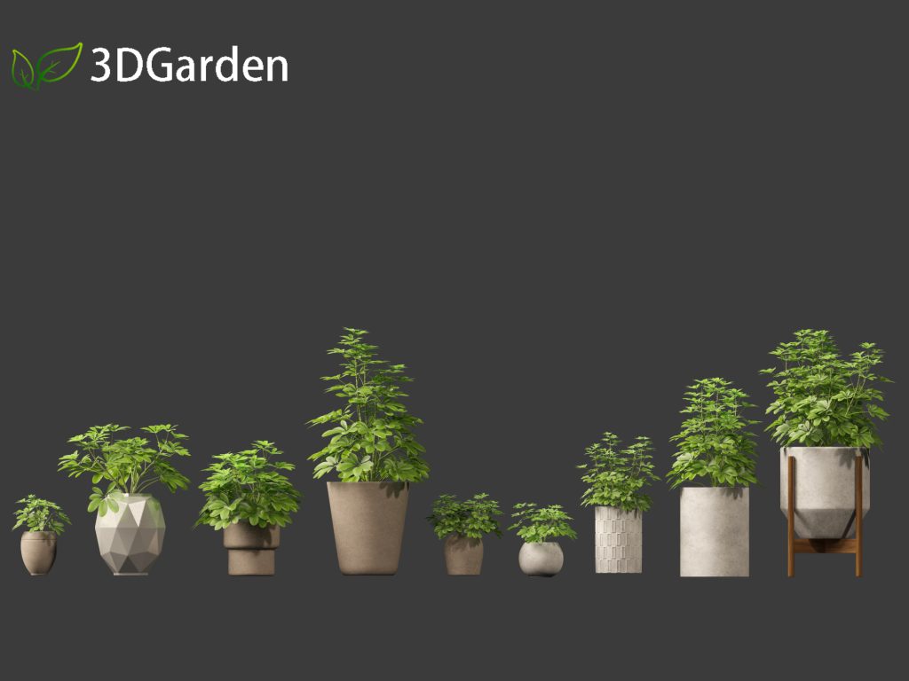 Schefflera octophylla - umbrella plant 02 3D model - 3DGardenPlants