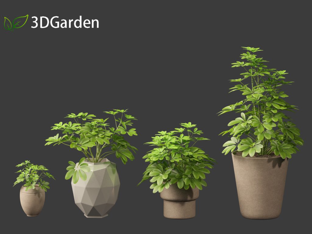 Schefflera octophylla - umbrella plant 02 3D model - 3DGardenPlants