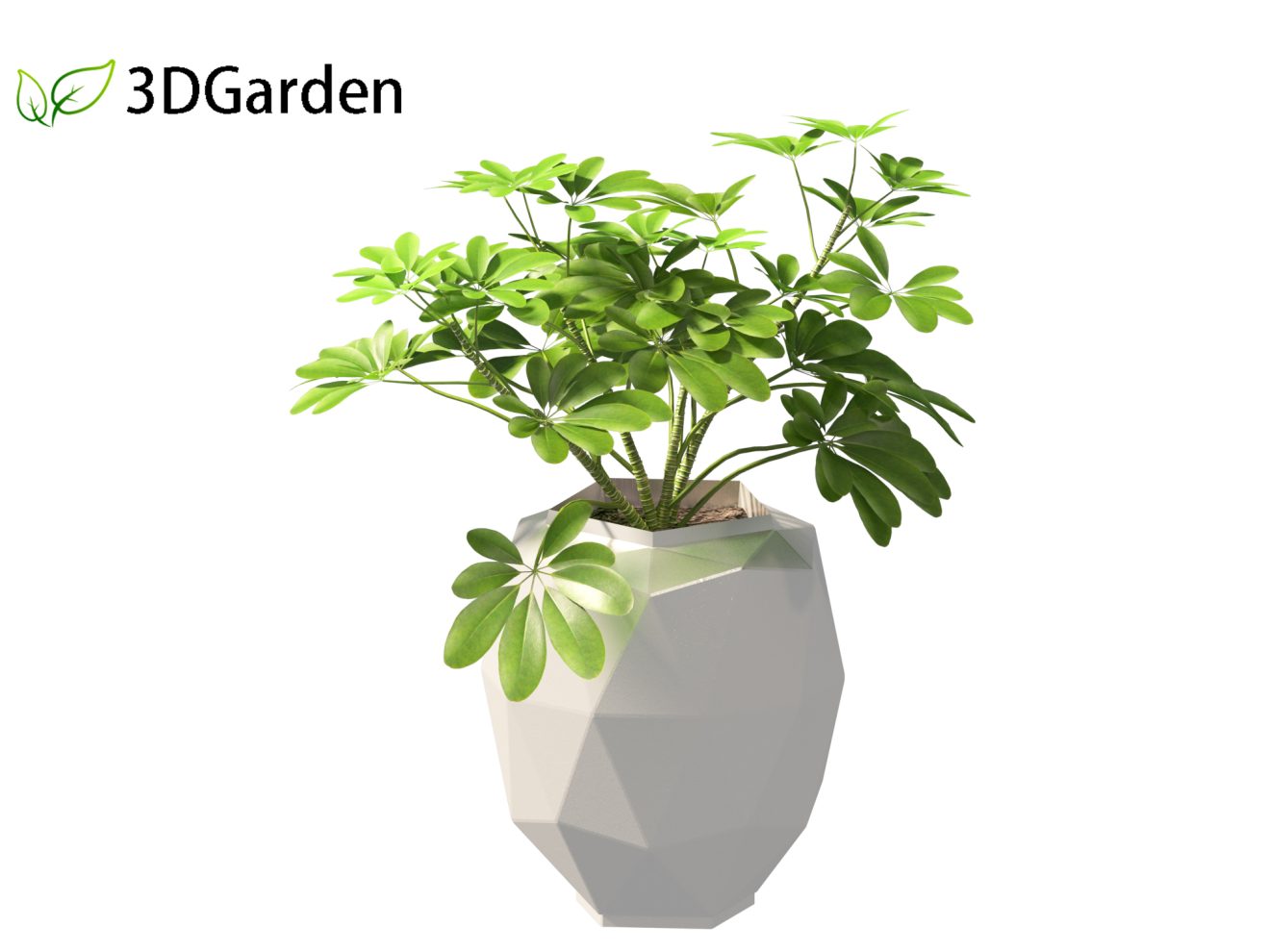 Schefflera octophylla - umbrella plant 02 3D model - 3DGardenPlants