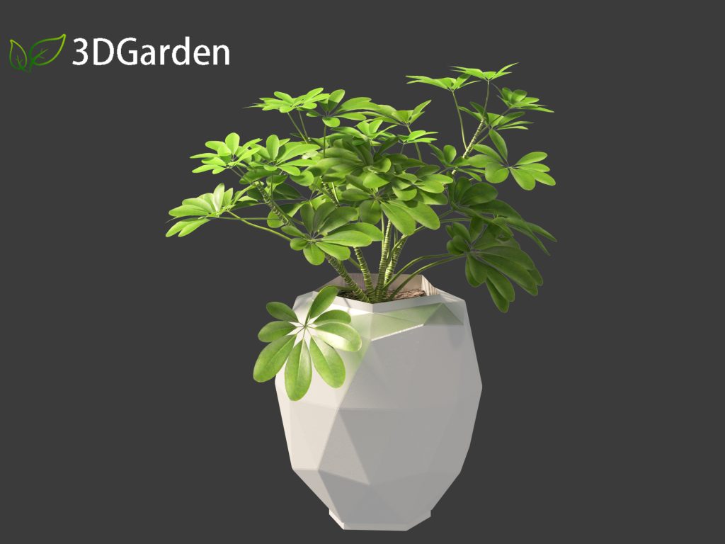 Schefflera octophylla - umbrella plant 02 3D model - 3DGardenPlants