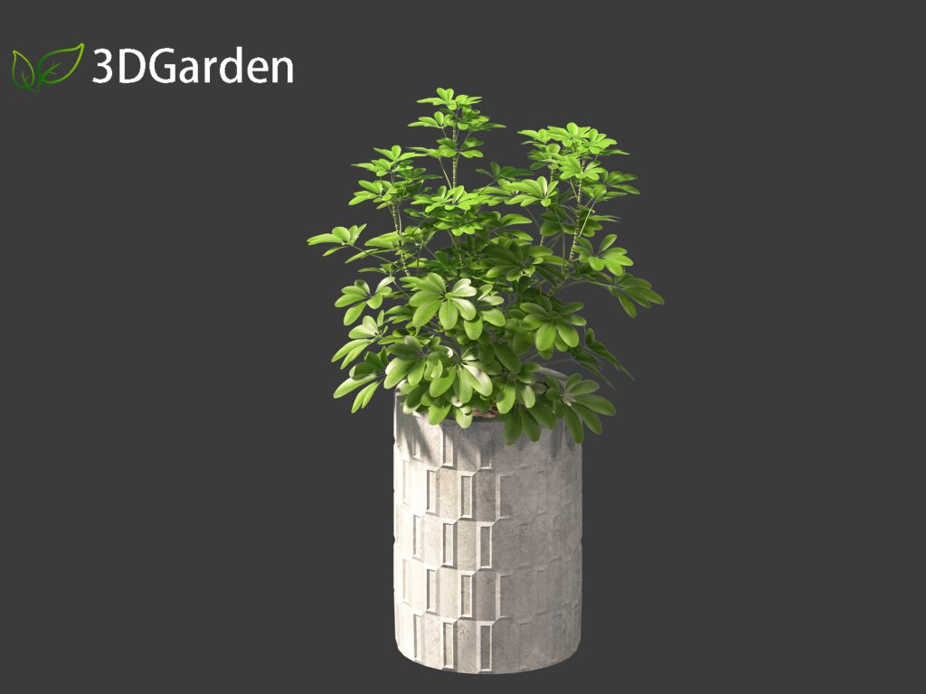 Schefflera octophylla - umbrella plant 02 3D model - 3DGardenPlants