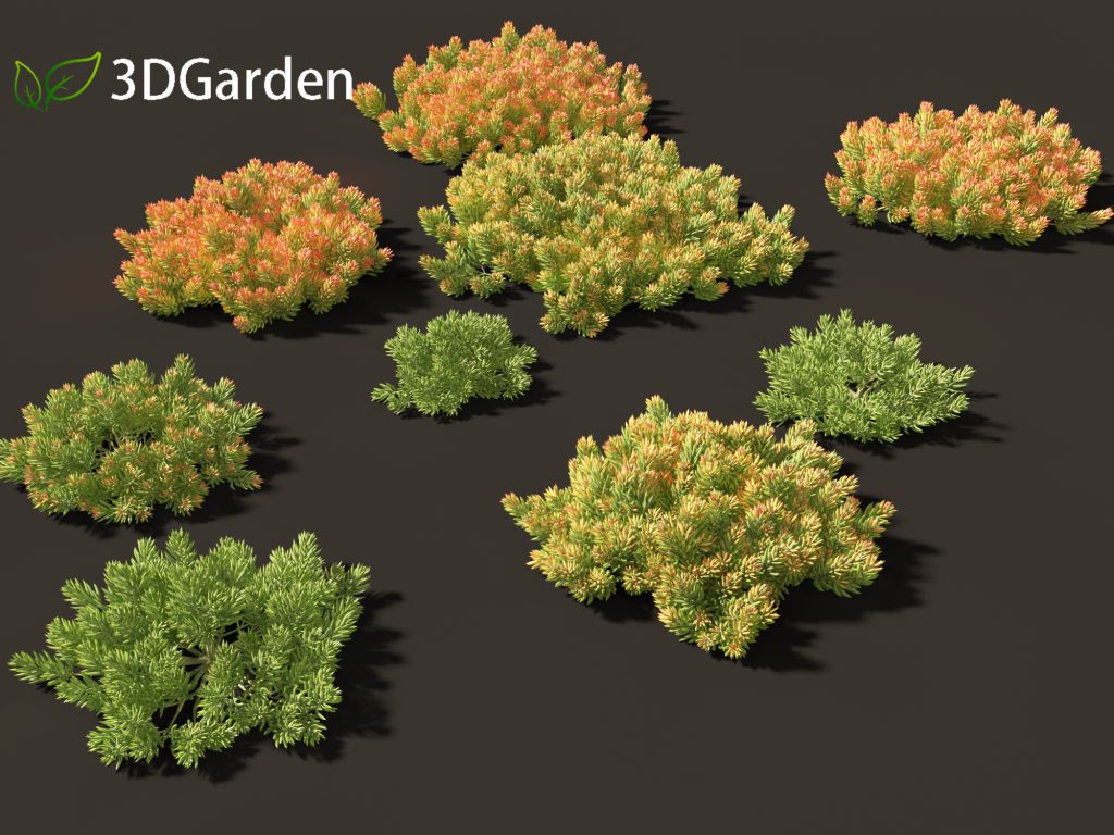 Sedum rupestre Angelina – Crooked Yellow Stonecrop 3D Model ...