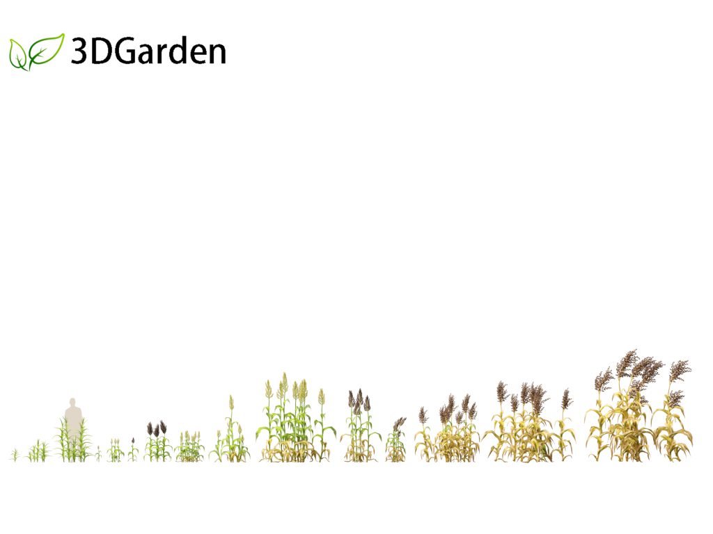 Sorghum bicolor – Great millet 3D Model - 3DGardenPlants