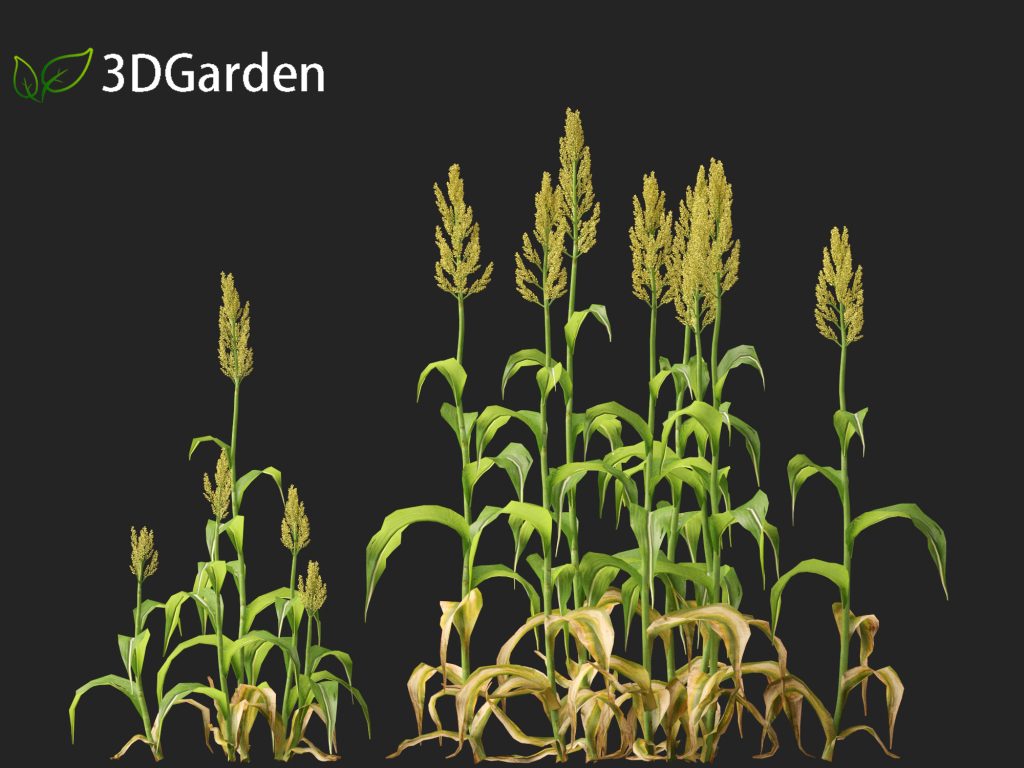 Sorghum bicolor – Great millet 3D Model - 3DGardenPlants