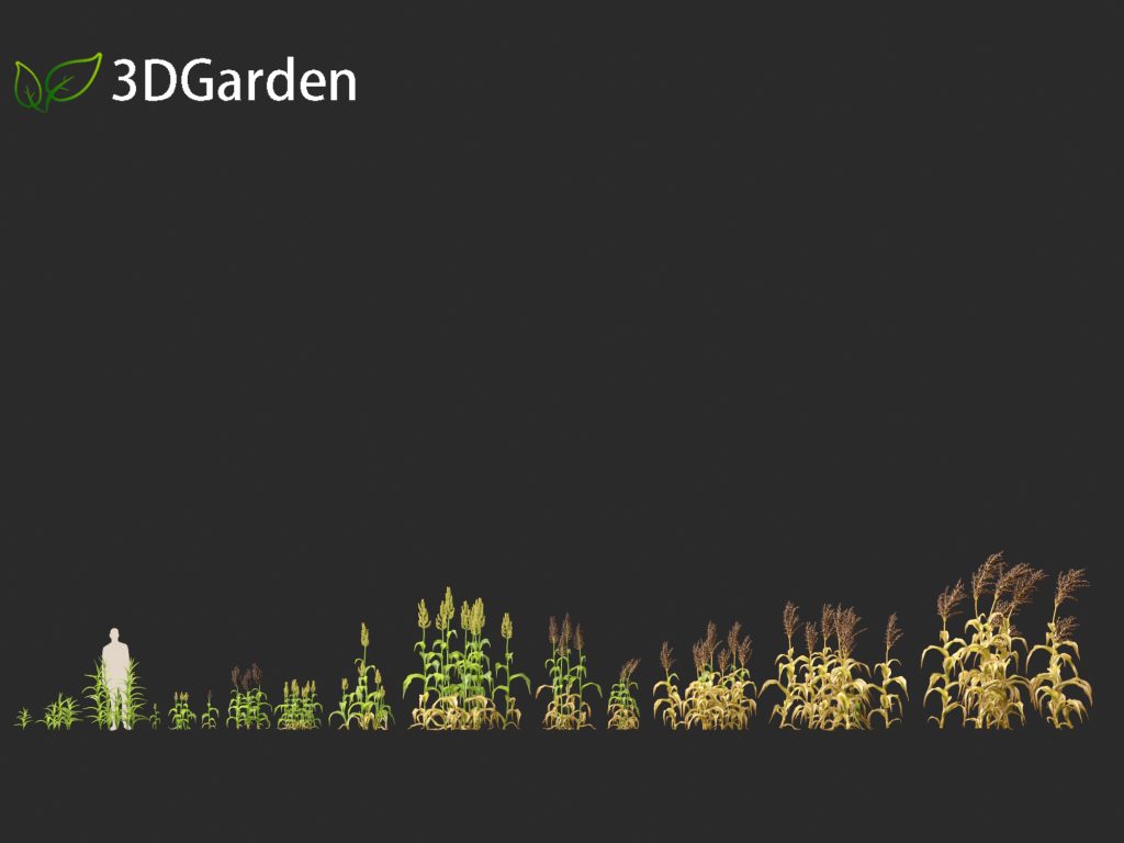 Sorghum bicolor – Great millet 3D Model - 3DGardenPlants