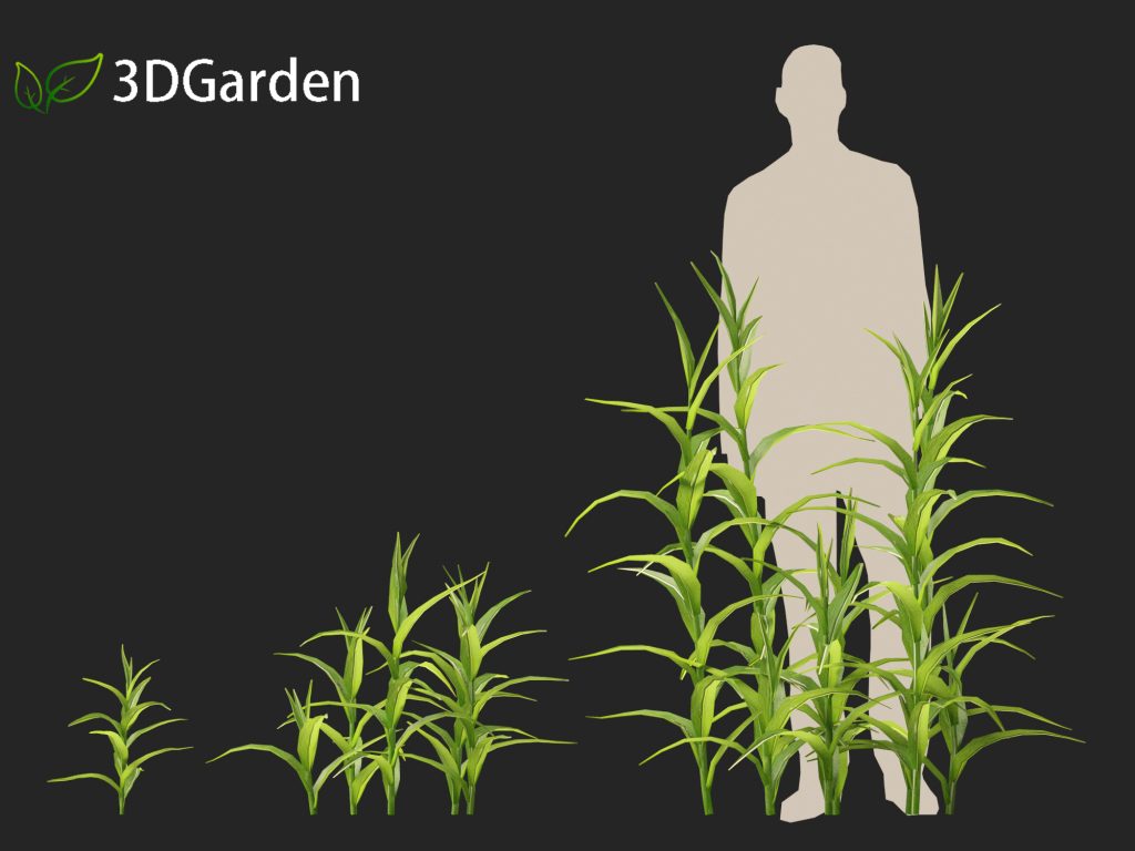 Sorghum bicolor – Great millet 3D Model - 3DGardenPlants