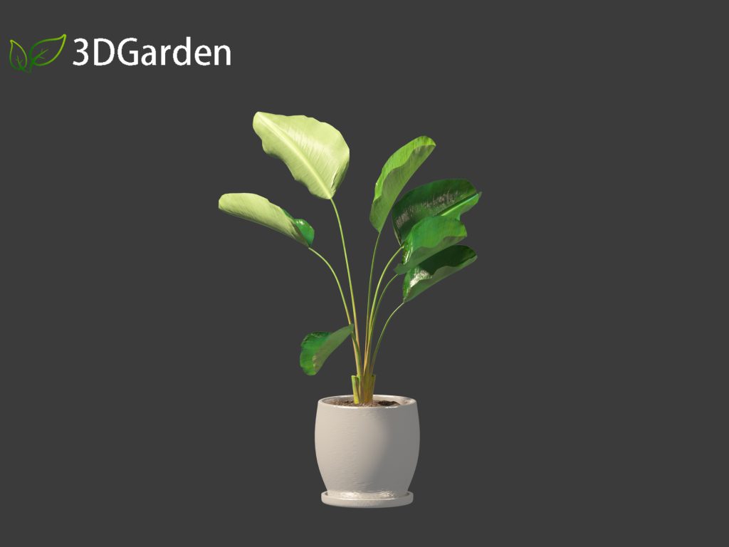 Strelitzia nicolai - Natal wild banana Tree 3D model - 3DGardenPlants