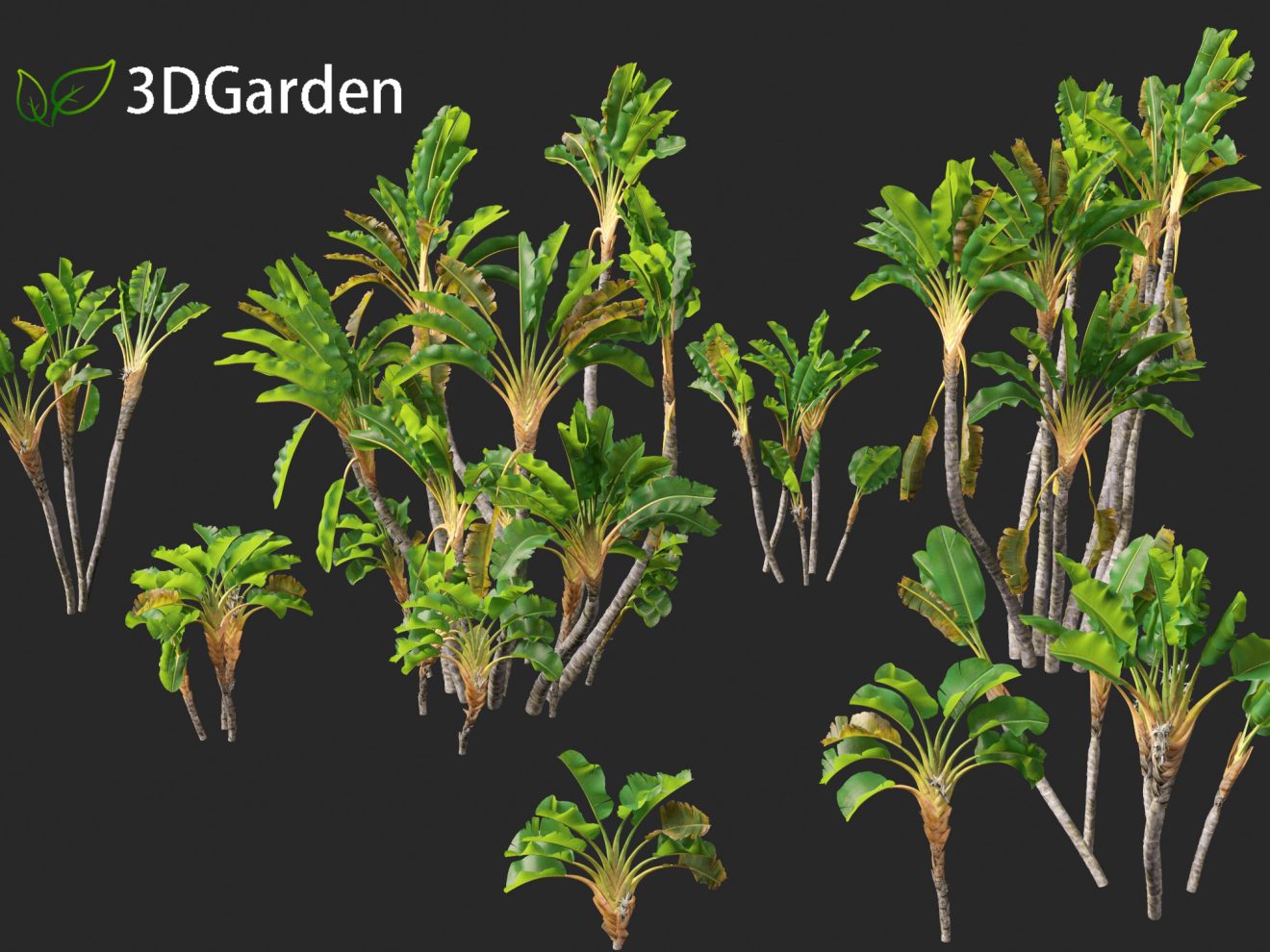 Strelitzia nicolai - Natal wild banana Tree 02 3D model - 3DGardenPlants