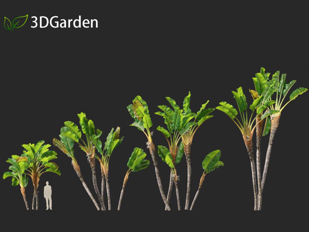 Strelitzia nicolai - Natal wild banana Tree 02 3D model - 3DGardenPlants