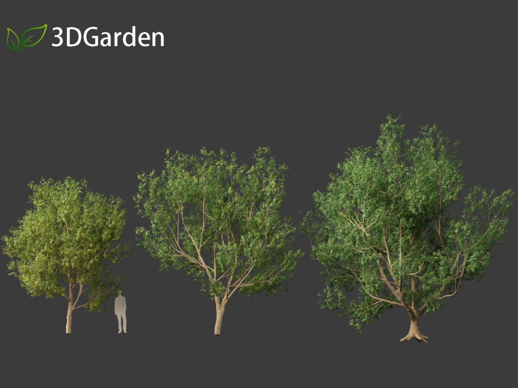 Styphnolobium japonicum – Japanese pagoda tree 01 3D