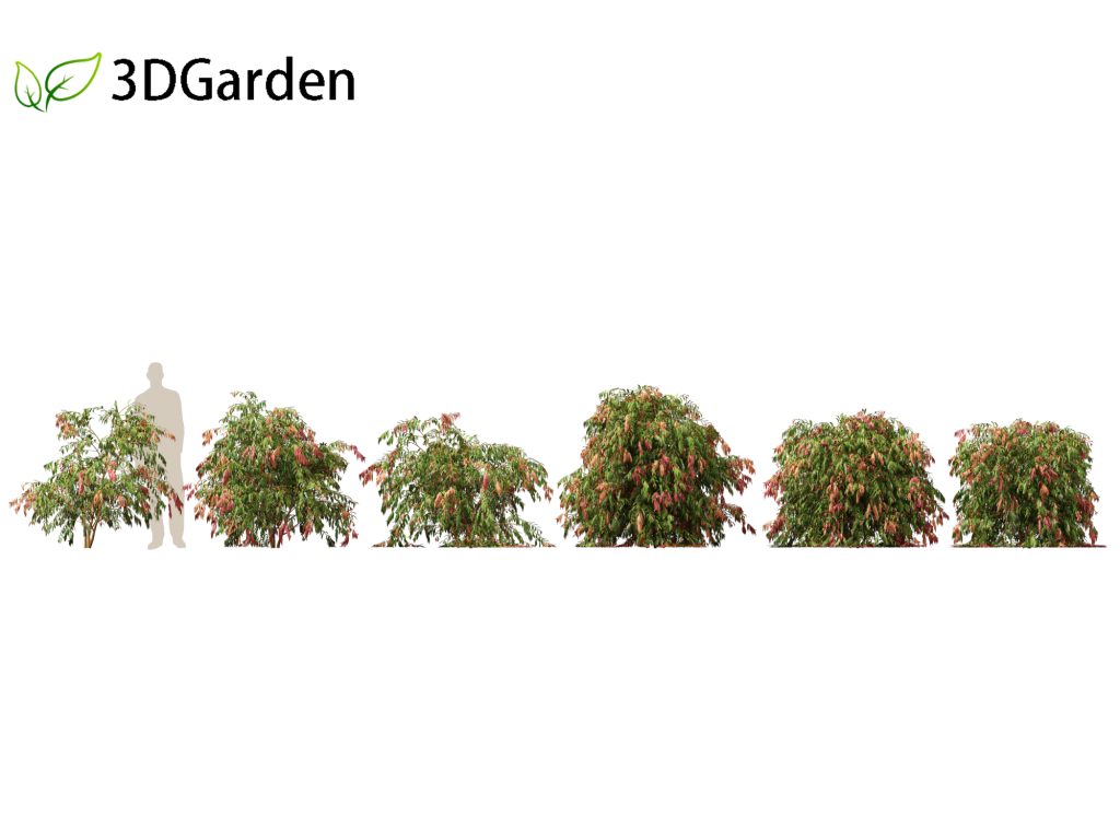 Syzygium cascade - Lilly Pilly 02 3D Model - 3DGardenPlants