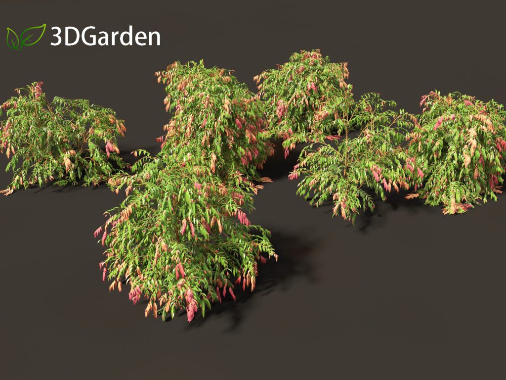 Syzygium cascade - Lilly Pilly 02 3D Model - 3DGardenPlants