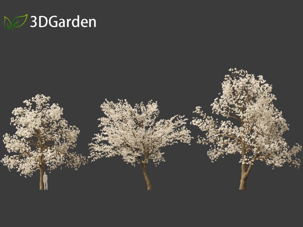 Tabebuia roseoalba - White Ipe 3D Model - 3DGardenPlants
