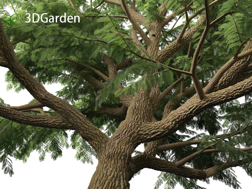 Tamarindus indica - Tamarind tree 3D Model - 3DGardenPlants