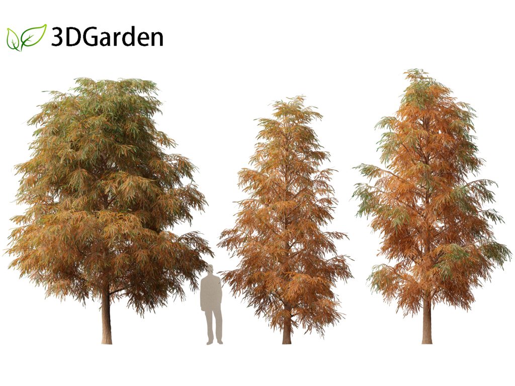 Taxodium mucronatum - Montezuma bald cypress 3D Model - 3DGardenPlants
