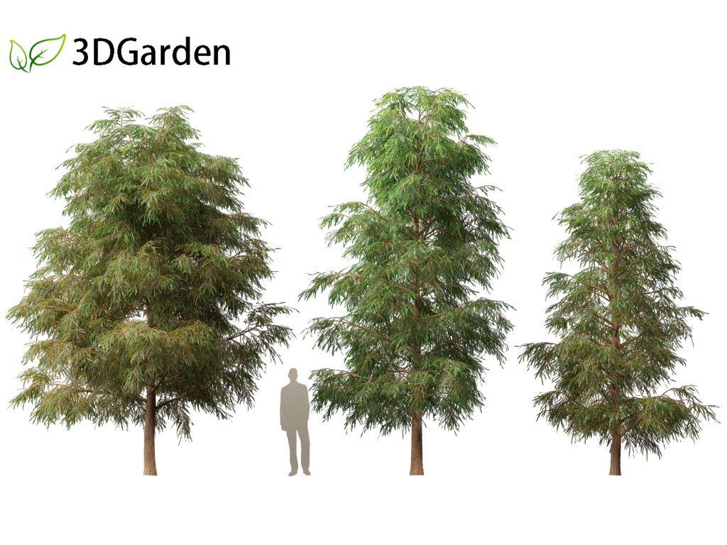 Taxodium mucronatum - Montezuma bald cypress 02 Tree 3D Model ...