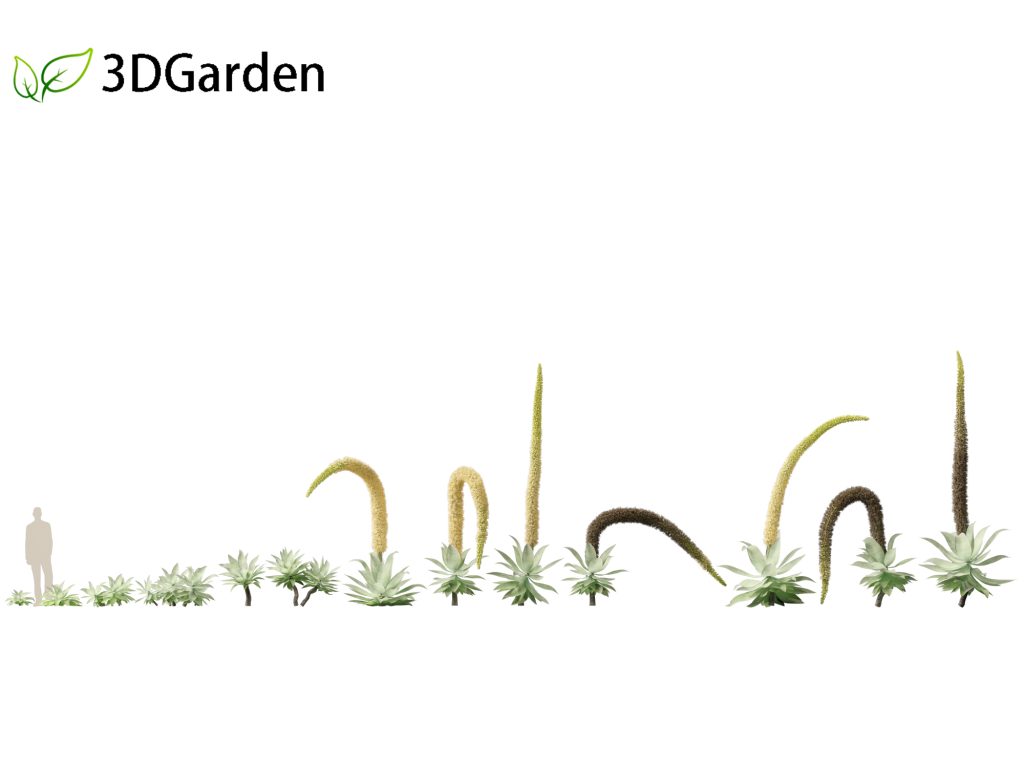 Agave attenuata – Fox Tail 3D Model - 3DGardenPlants