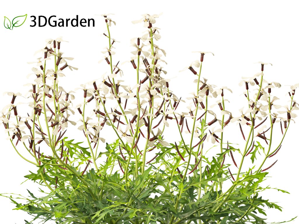 Eruca vesicaria – Arugula 3D Model - 3DGardenPlants