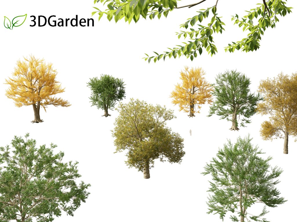 Ulmus laevis - European white elm 3D Model - 3DGardenPlants