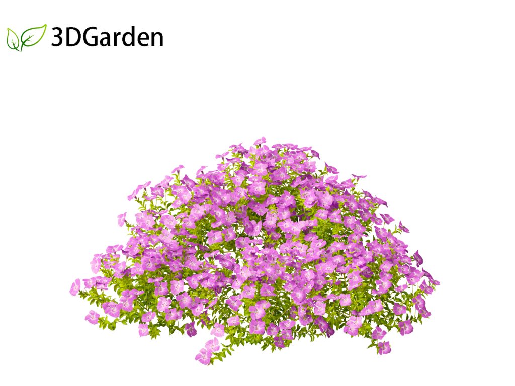 Vinca minor - Common Periwinkle 3D Model - 3DGardenPlants